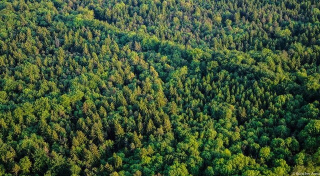 Stadtwald im Porträt